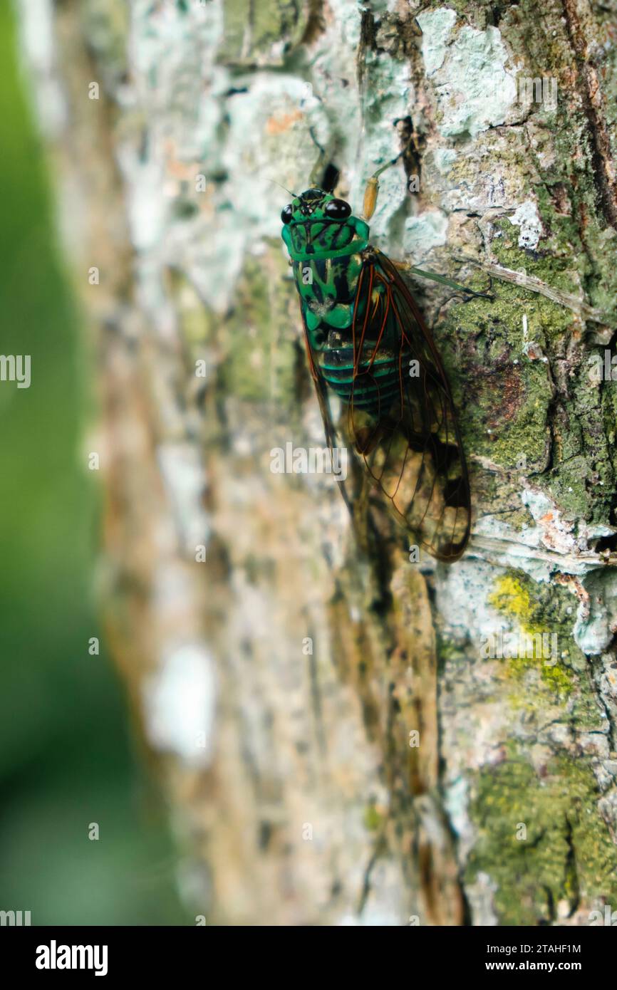 a green buzzer bug on a tree bark in a rainforest Stock Photo - Alamy