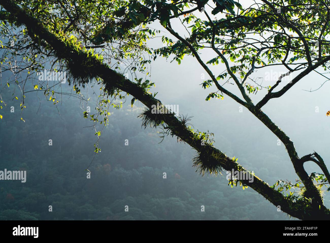 detail of a tree with plants on its branches at a rainforest in Mexico ...