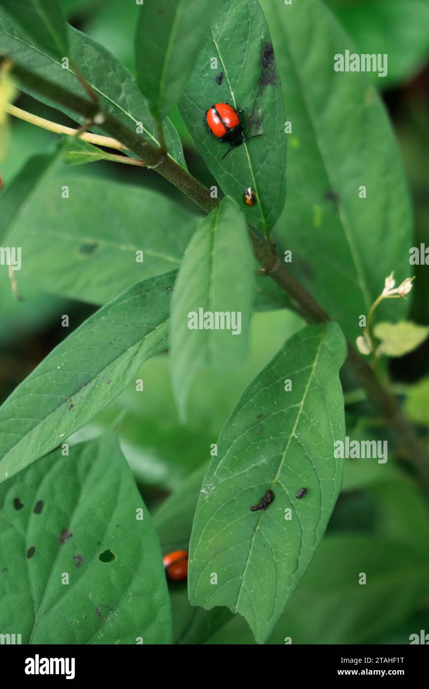 Rainforest bugs hi-res stock photography and images - Alamy