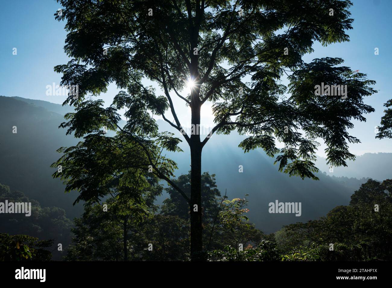 morning sun star through a tree at a rainforest in Mexico Stock Photo ...