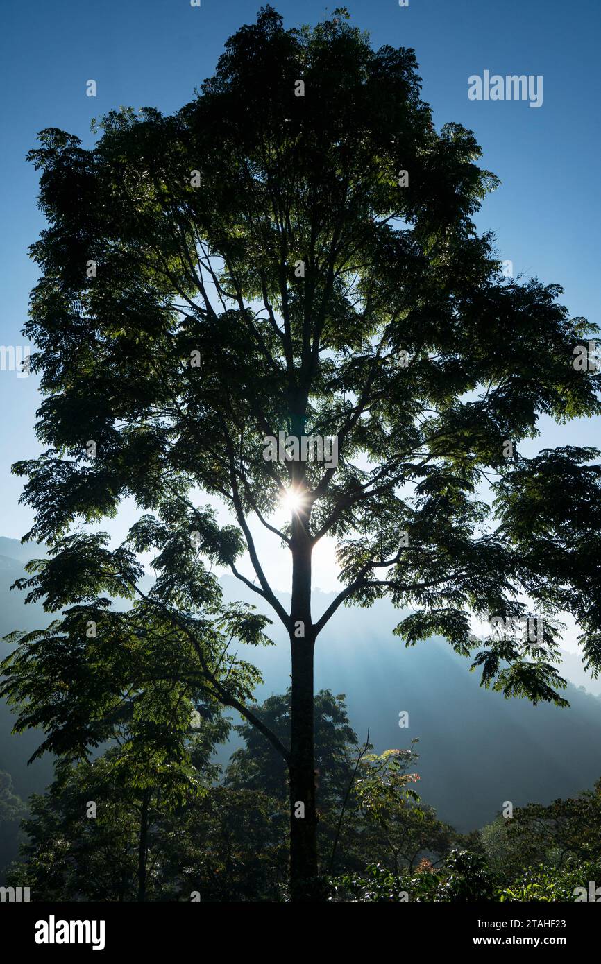 Morning sunstar through a tree at a rainforest in Mexico Stock Photo ...