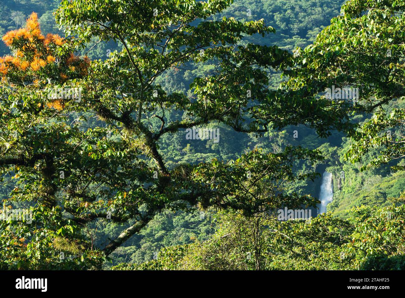 Rainforest landscape in Mexico with dense vegetation and a waterfall ...