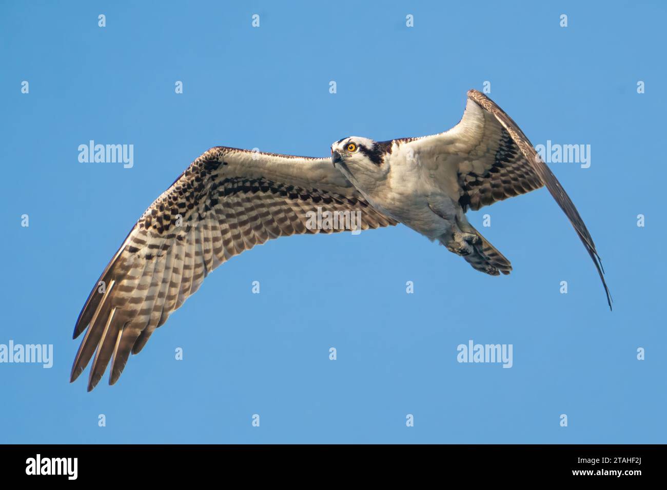 An osprey flying over a Wetland Stock Photo - Alamy