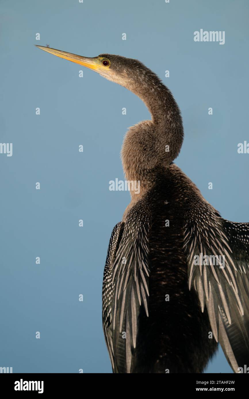 A portrait of an anhinga Stock Photo - Alamy
