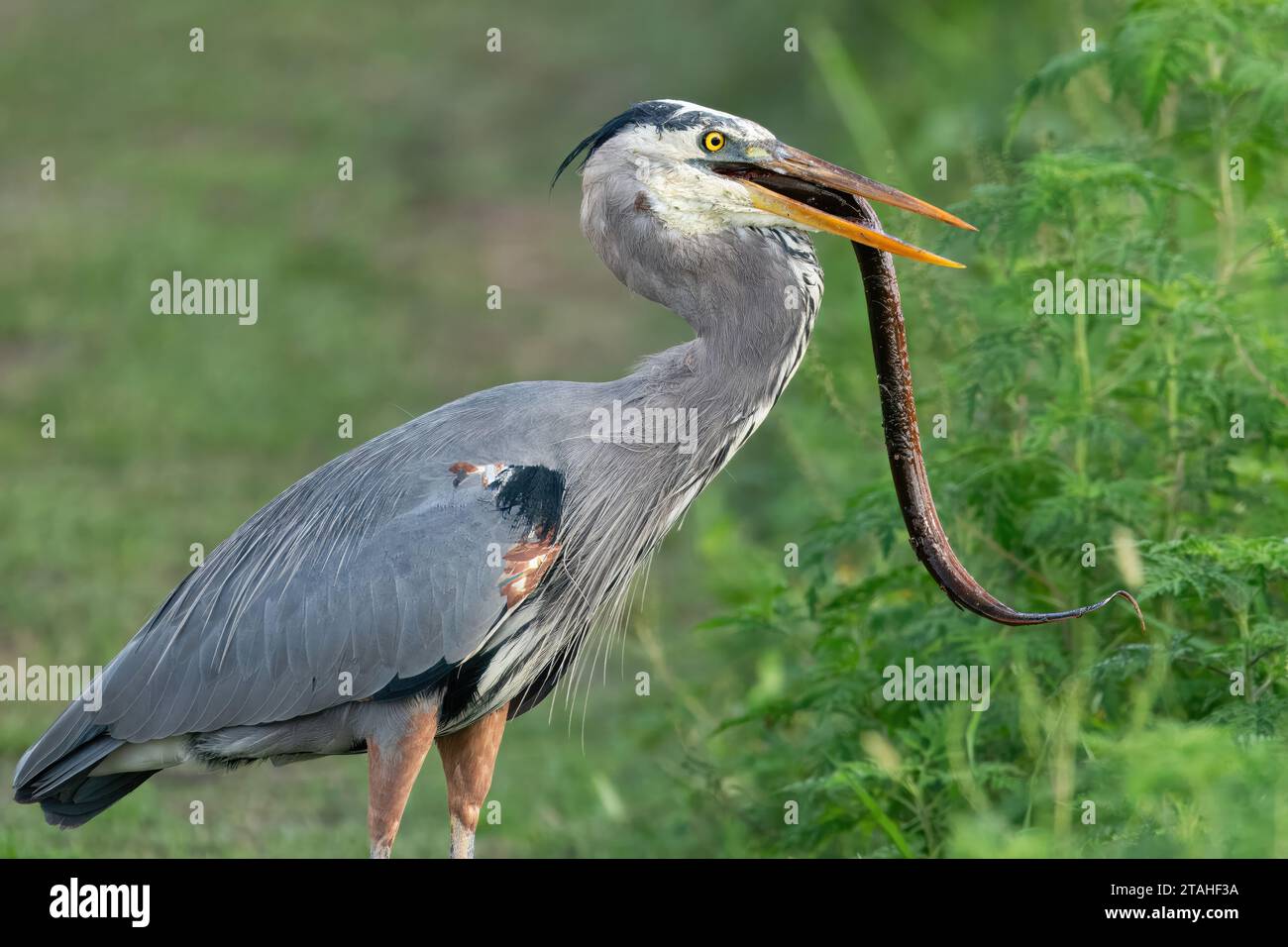 Great Blue Heron Eating a Swamp Eel Stock Photo - Alamy