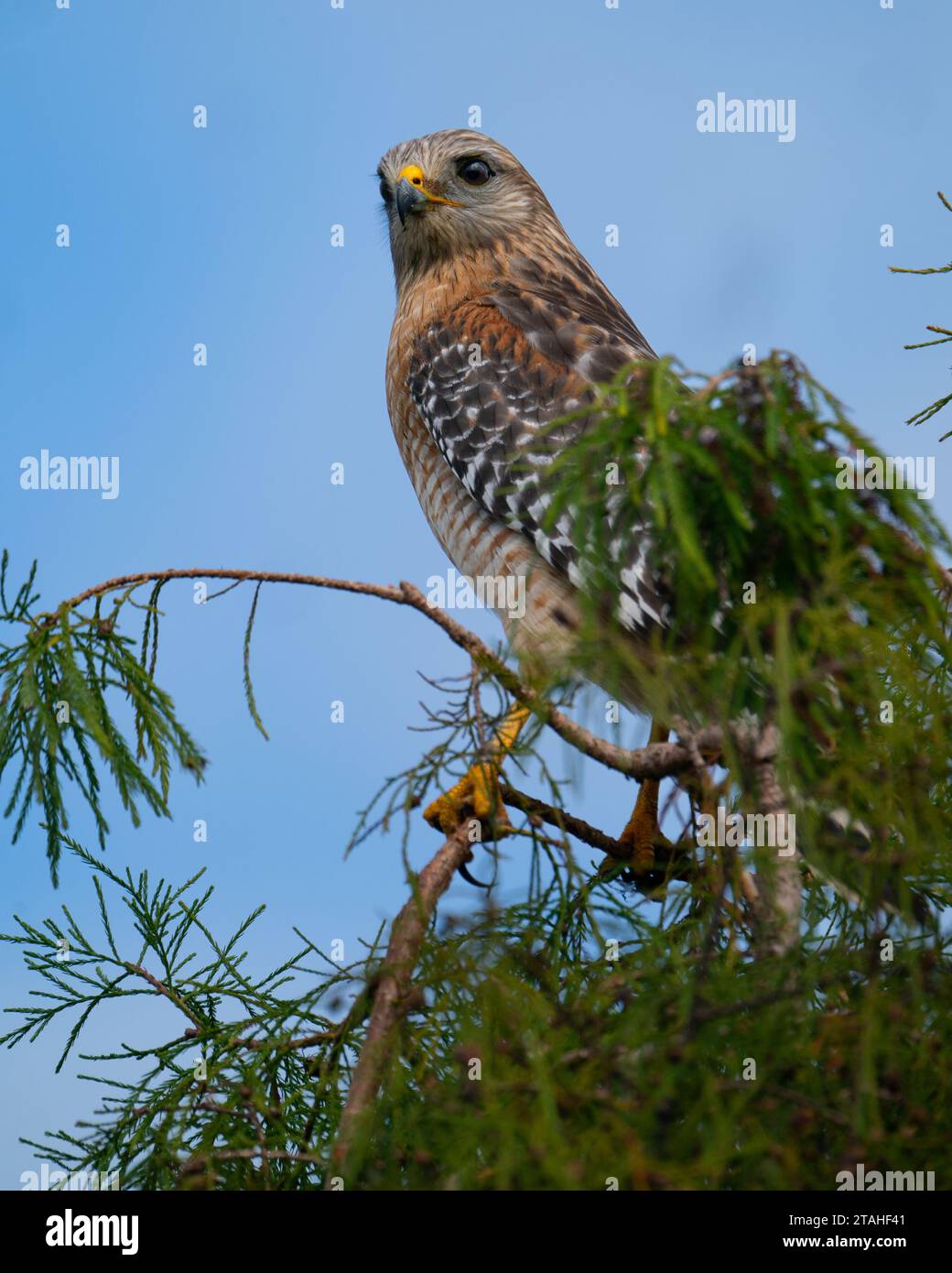 A Red-shouldered Hawk Perched Above a Wetland Stock Photo - Alamy