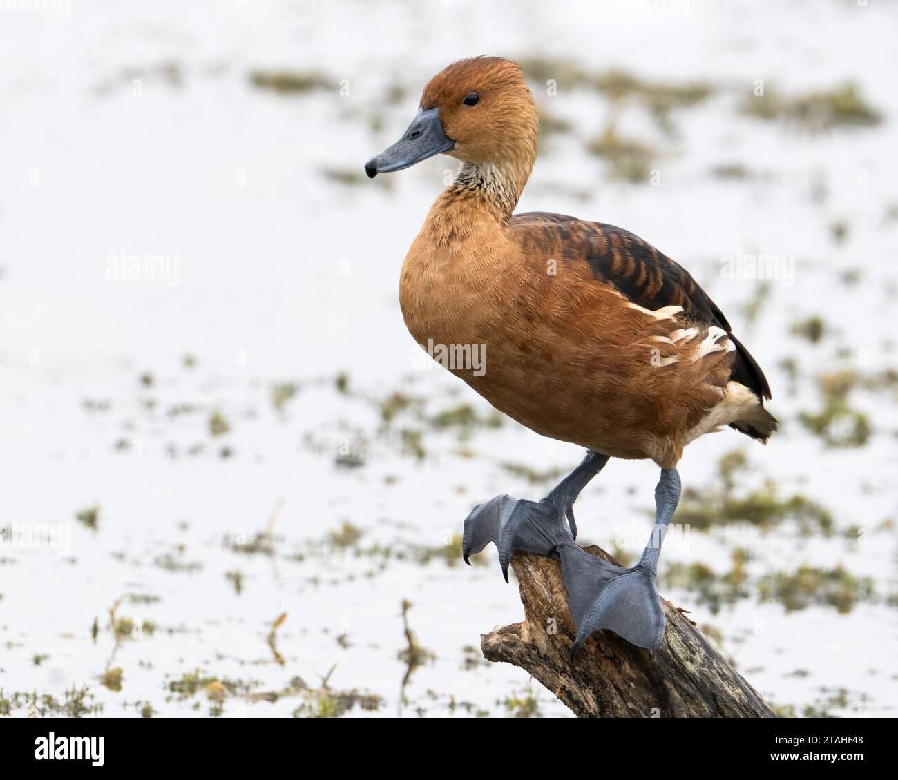 Rust duck hi-res stock photography and images - Alamy