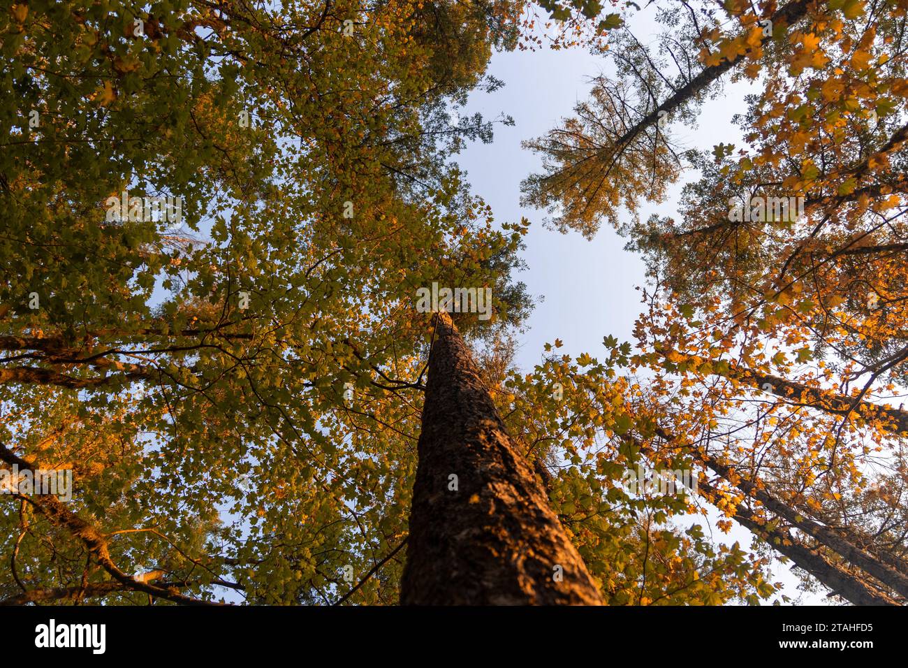 Tress and leaves hi-res stock photography and images - Alamy