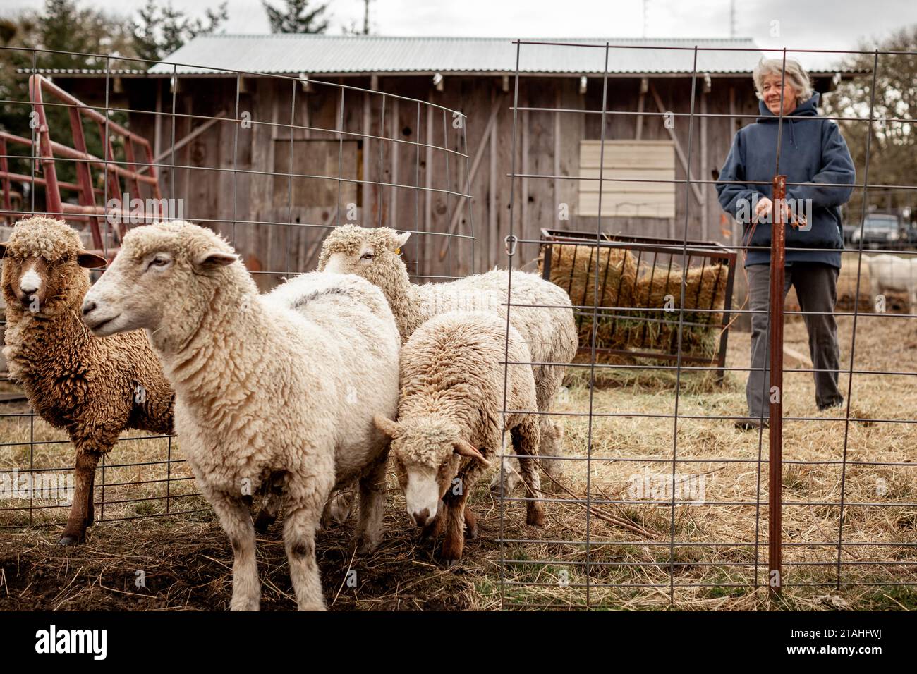 Farmer with sheep hi-res stock photography and images - Alamy