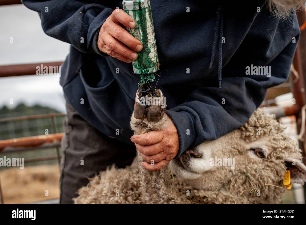 Sheep hooves hi-res stock photography and images - Alamy