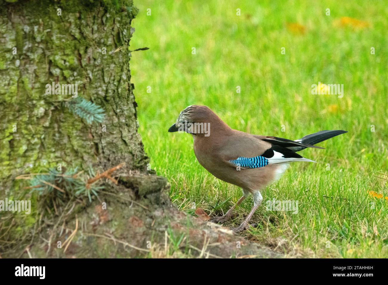 Jay bird hi-res stock photography and images - Alamy