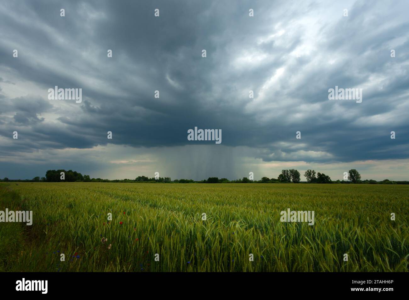Rain cloud over a green field with grain Stock Photo - Alamy