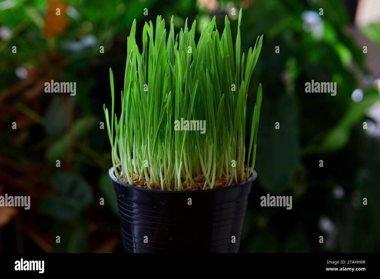 Little seedlings growing in potted plant Stock Photo - Alamy