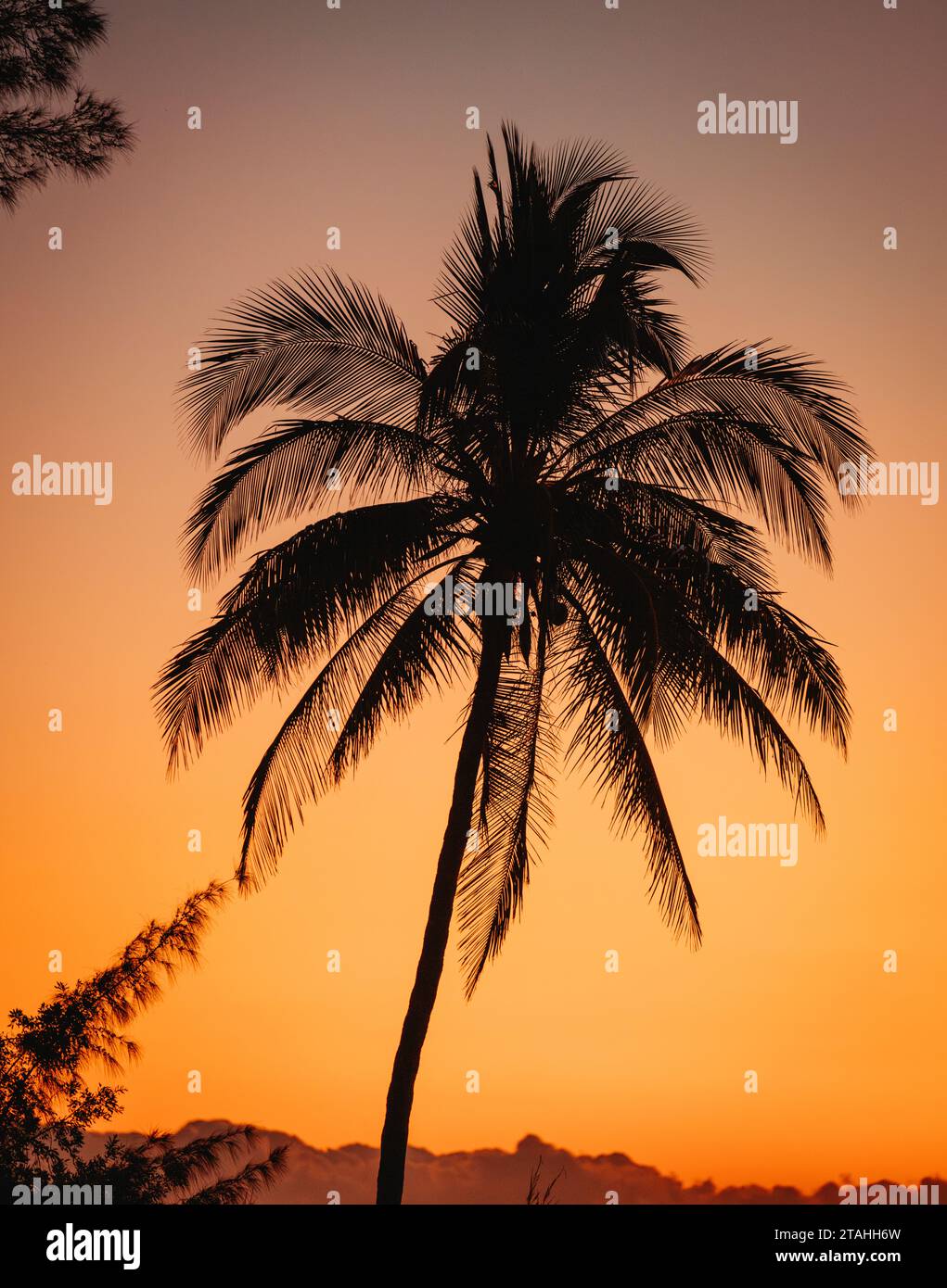 palm silhouette at sunset Miami Florida Stock Photo - Alamy