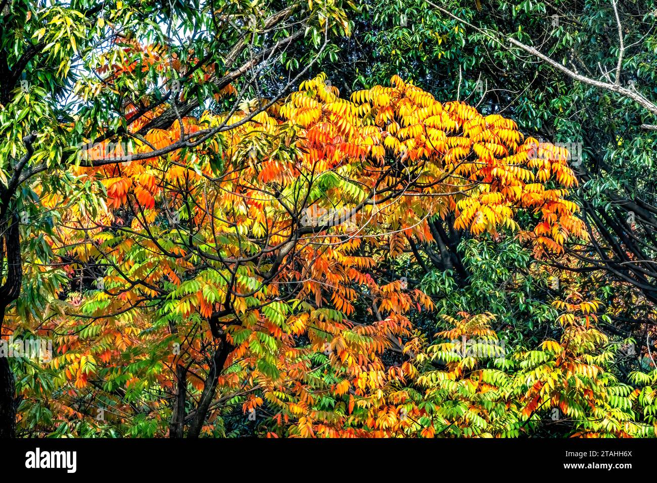 Orange Fall Leaves Autumn Tomb Habikino Osaka Japan Stock Photo - Alamy