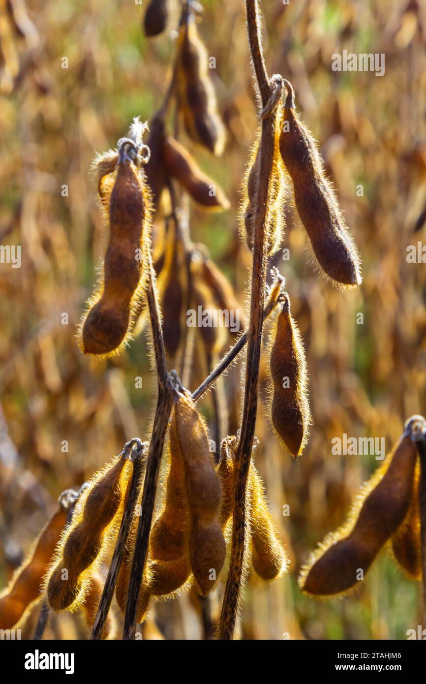 Soybean fields. Ripe golden-yellow soybean pods at sunset. Soybean ...