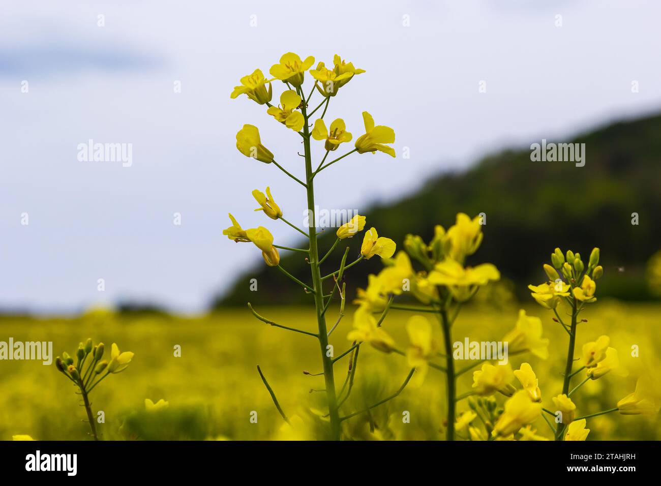 Blooming canola field and blu sky with stormy clouds Stock Photo - Alamy