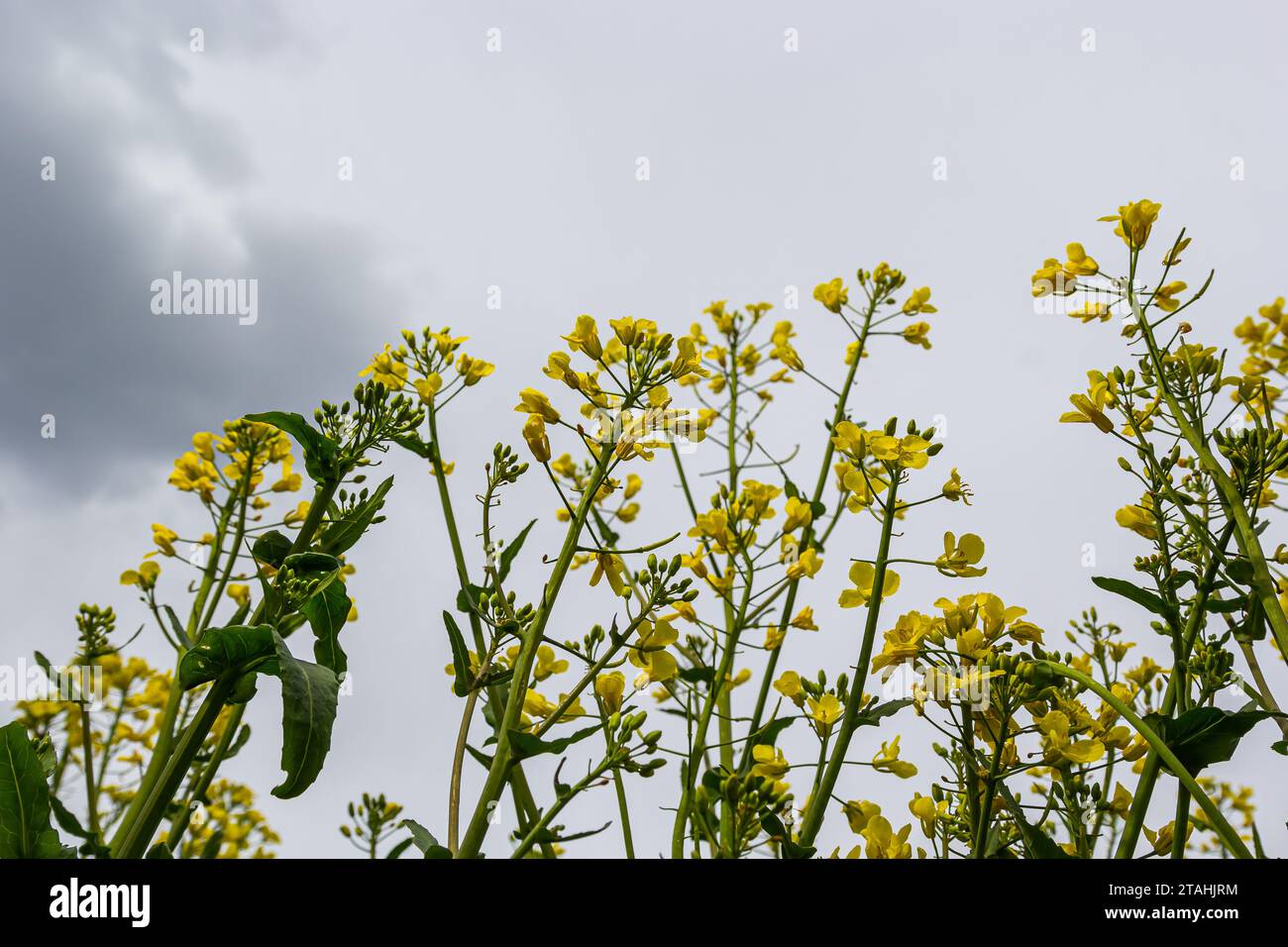 Summer landscape blooming canola hi-res stock photography and images ...
