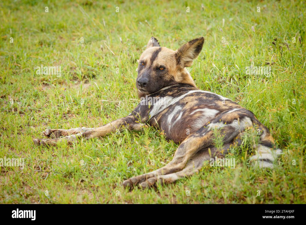 Resting, African Wild Dog, Lycaon pictus, Kruger National Park, Africa ...