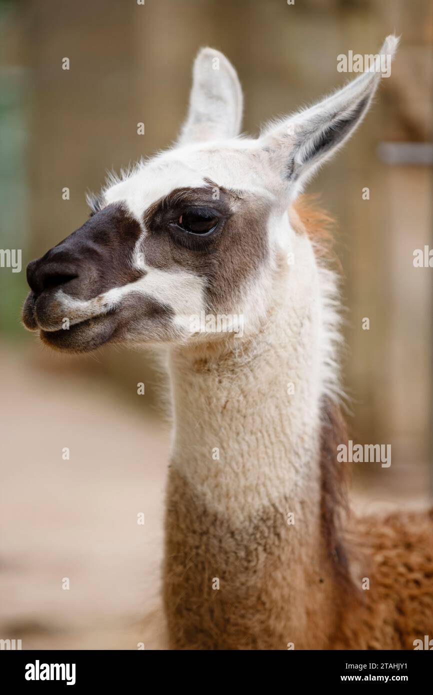 Lama silhouette hi-res stock photography and images - Alamy
