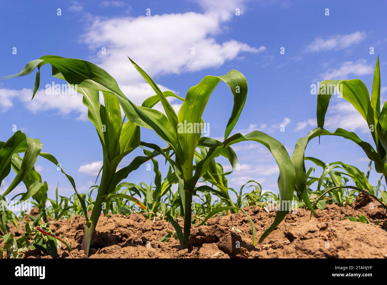 Young corn plants hi-res stock photography and images - Alamy