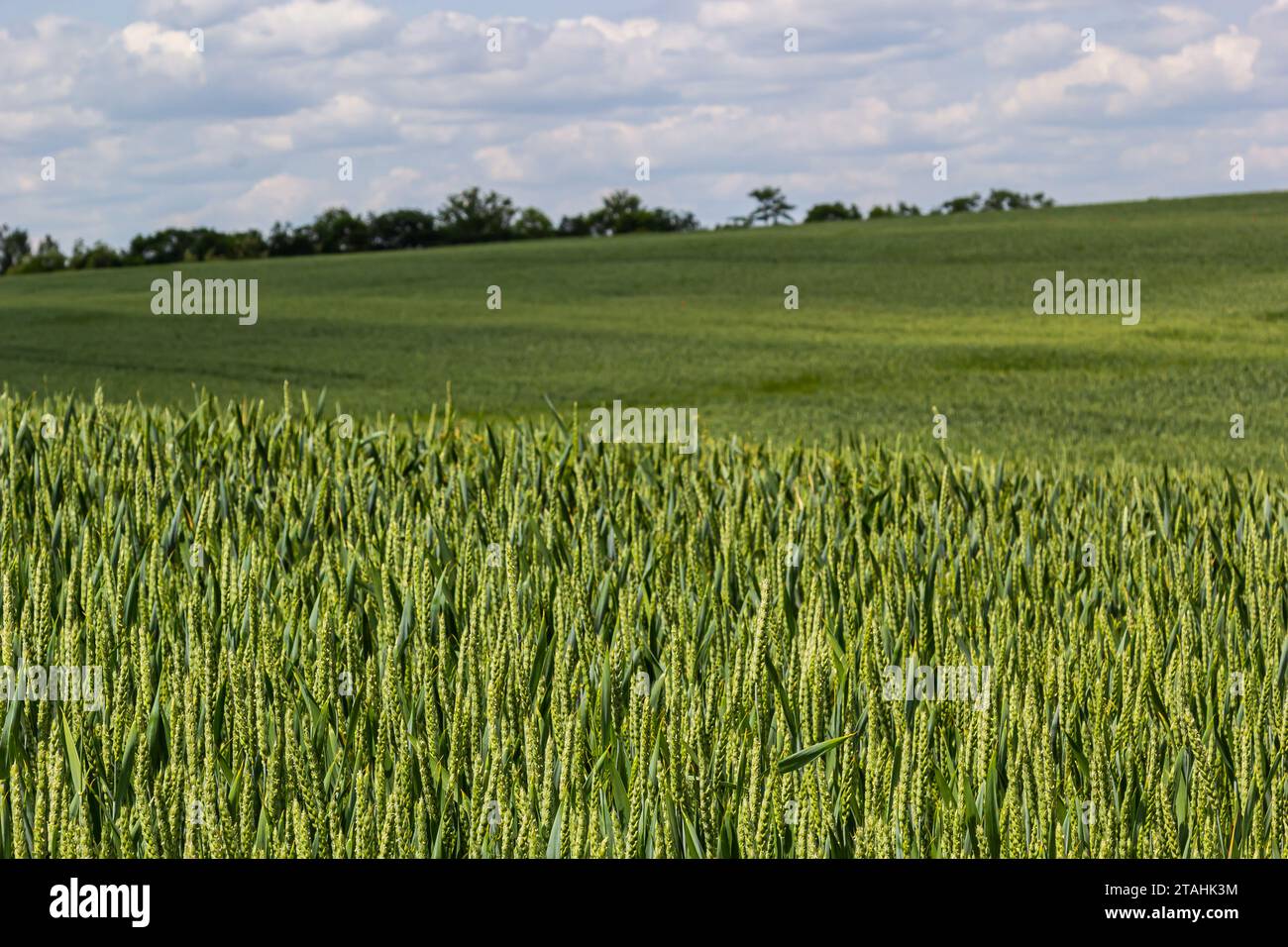 Grain countryside hi-res stock photography and images - Alamy
