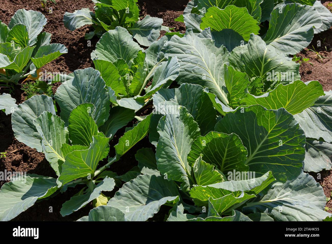 young cabbage sprout on the vegetable bed Stock Photo - Alamy