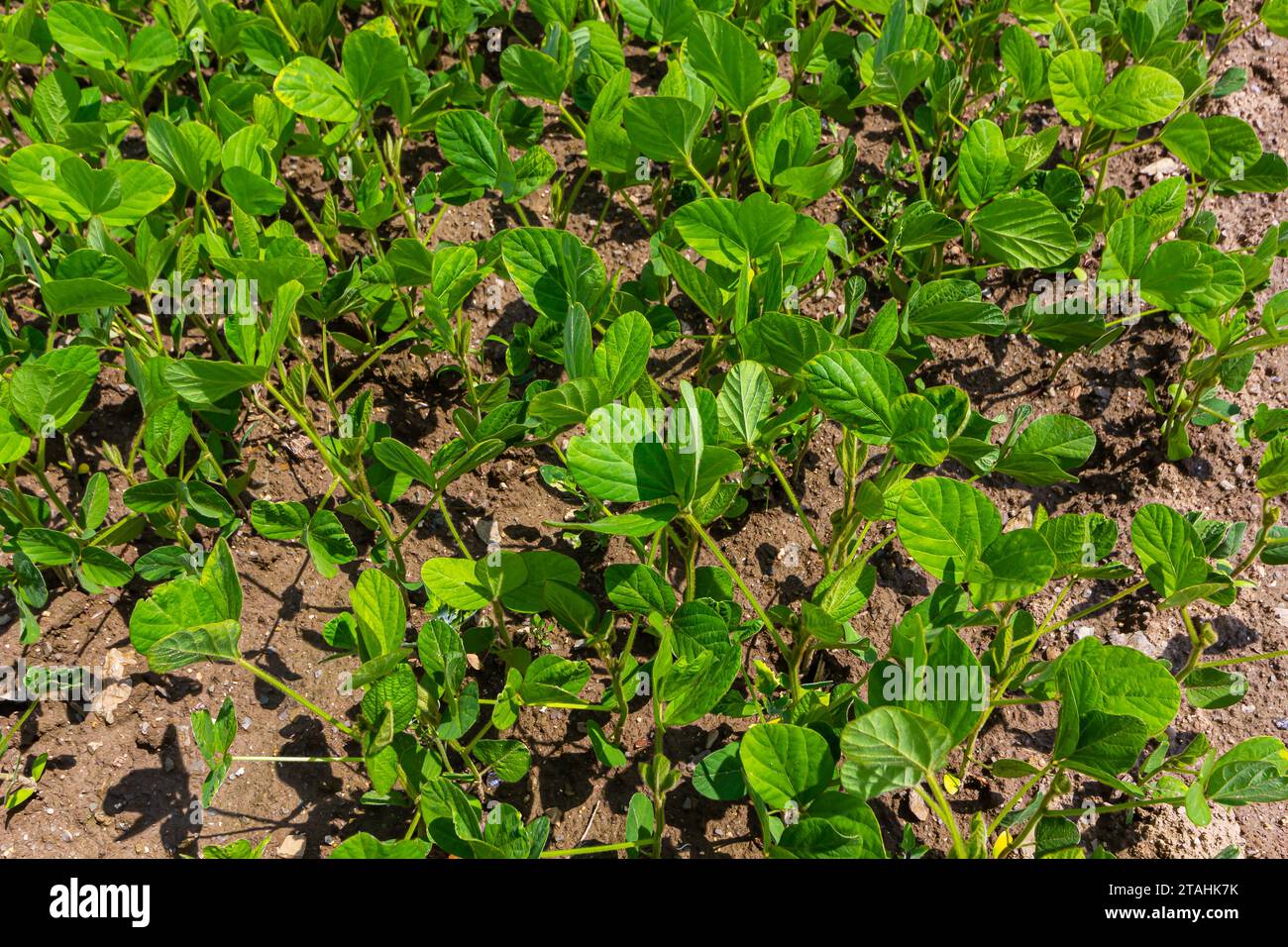 A tender sprout of a soybean agricultural plant in a field grows in a ...