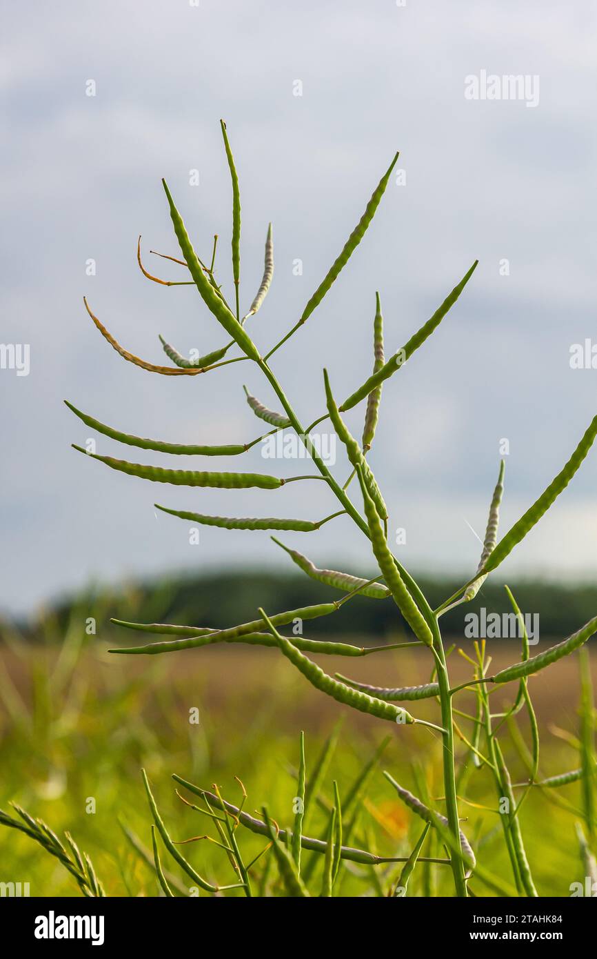 Rapeseed seed pods, close up Stems of rapeseed, Green Rapeseed field ...