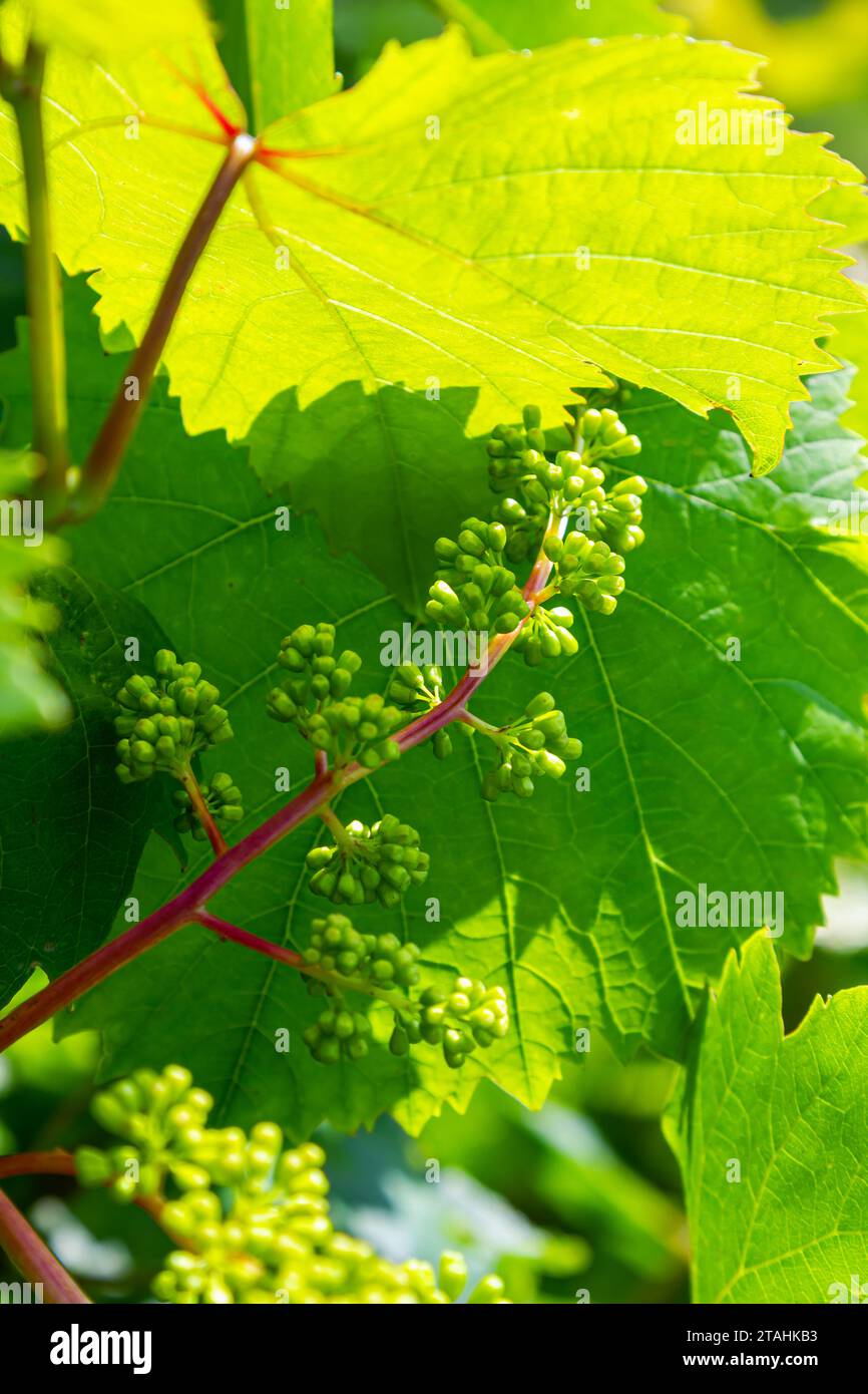 flower buds and leaves of shoots grapevine spring, agriculture nature ...
