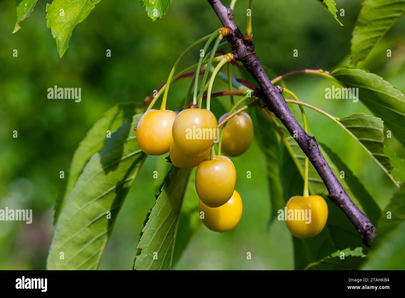 Cherry tree branch with ripe large fruits Stock Photo - Alamy