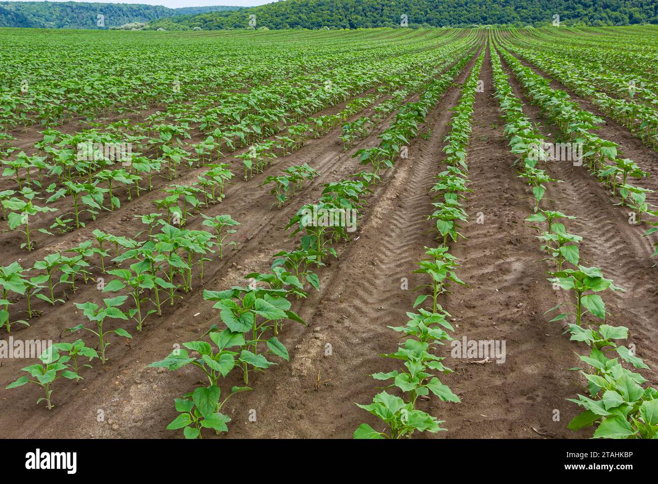 Sunflower plants with buds. Concept agro culture. Rows of young ...
