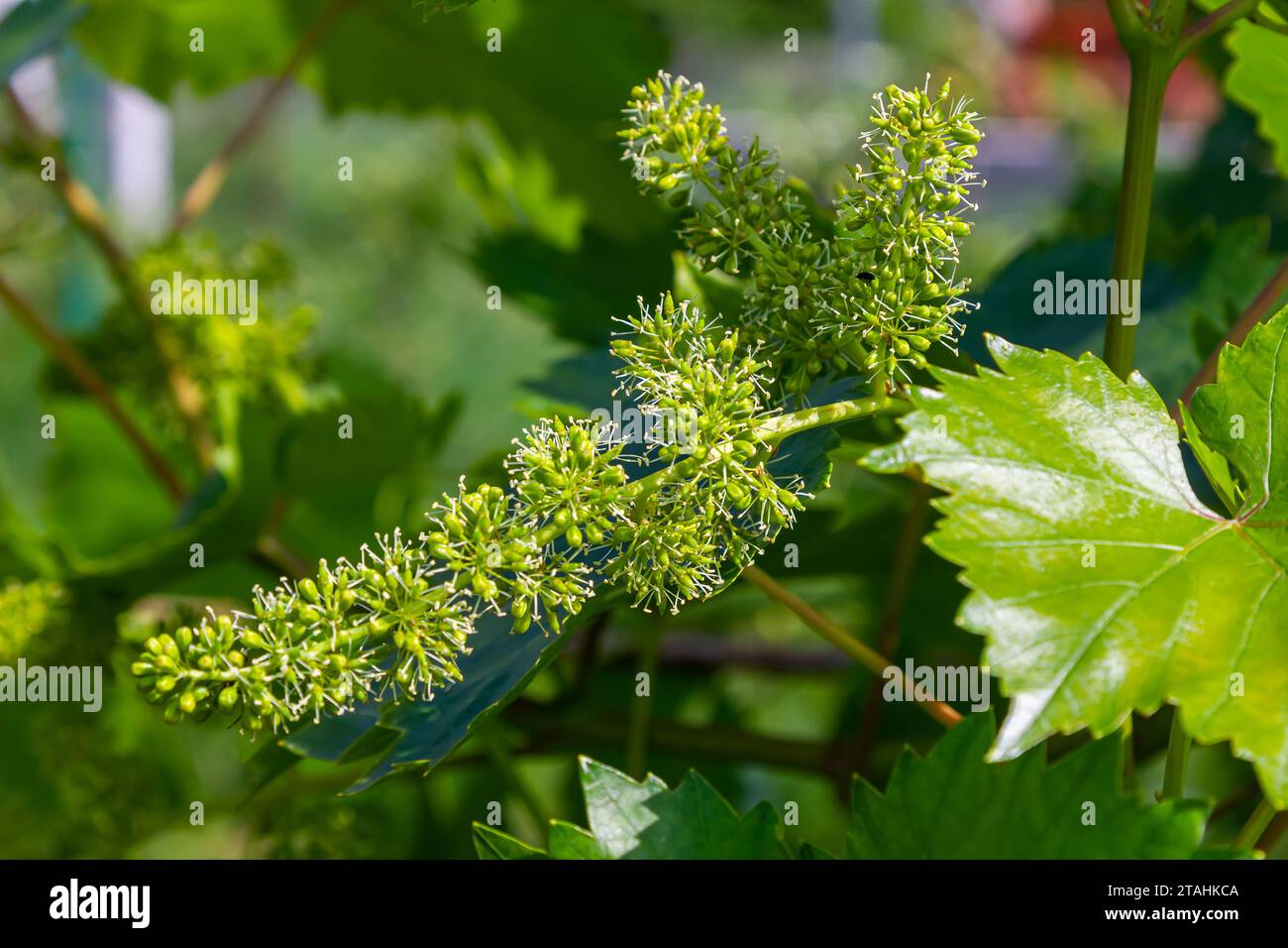 flower buds and leaves of shoots grapevine spring, agriculture nature ...