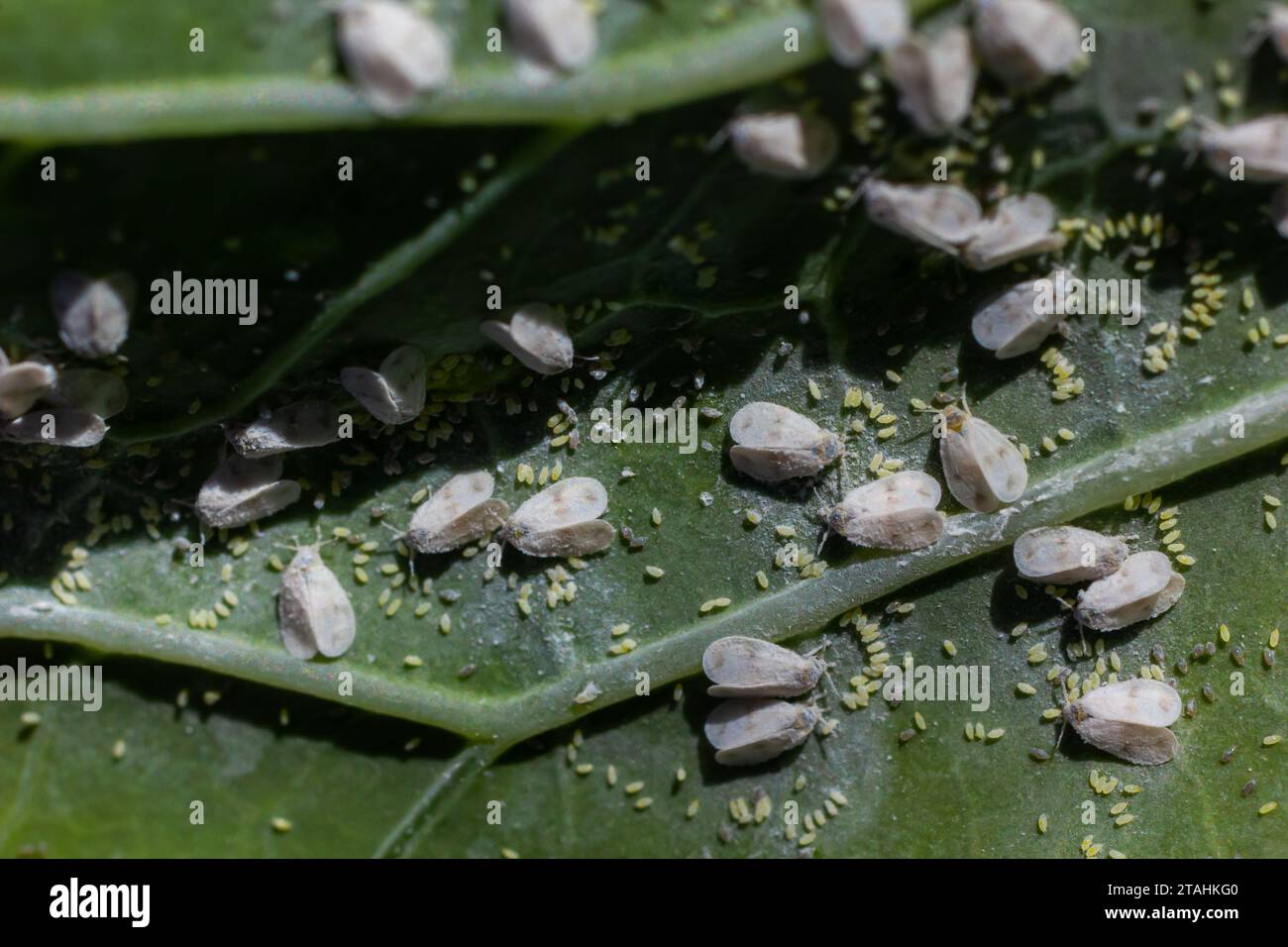 Underside of plants leaves with pest Cabbage Whitefly Aleyrodes ...