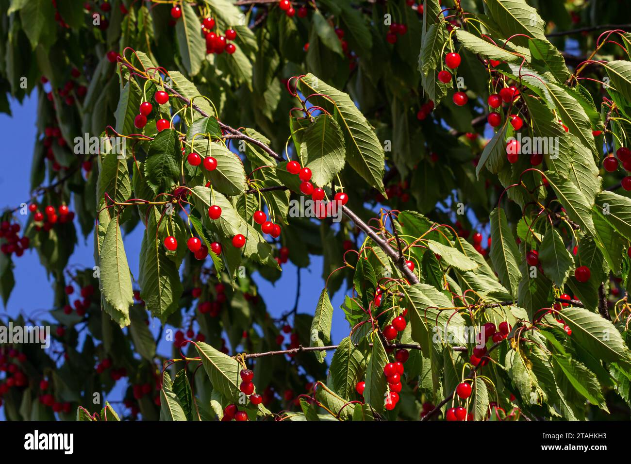 cherry tree branch with ripe large fruits Stock Photo - Alamy