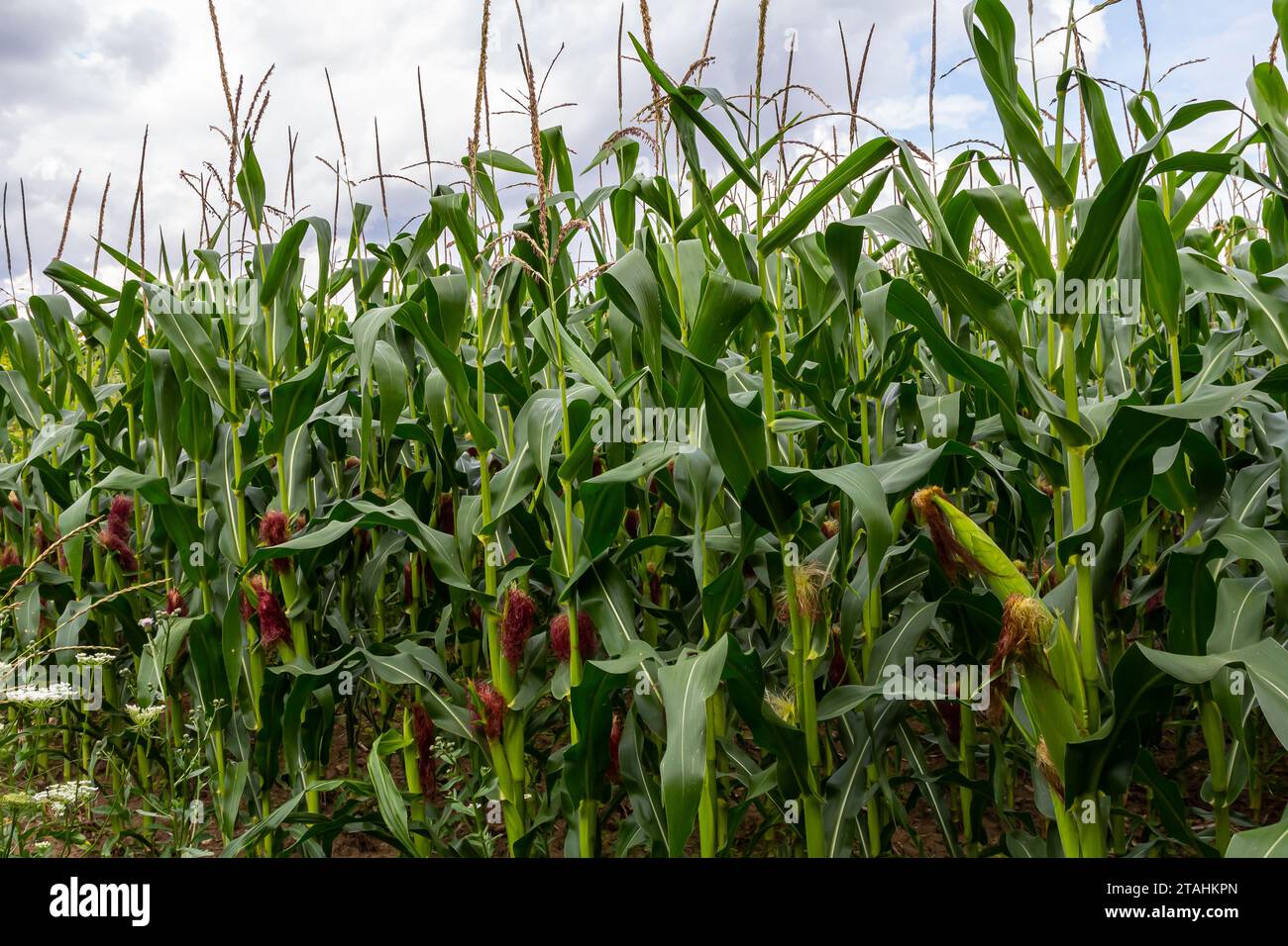 corn cob on a field in summer Stock Photo - Alamy