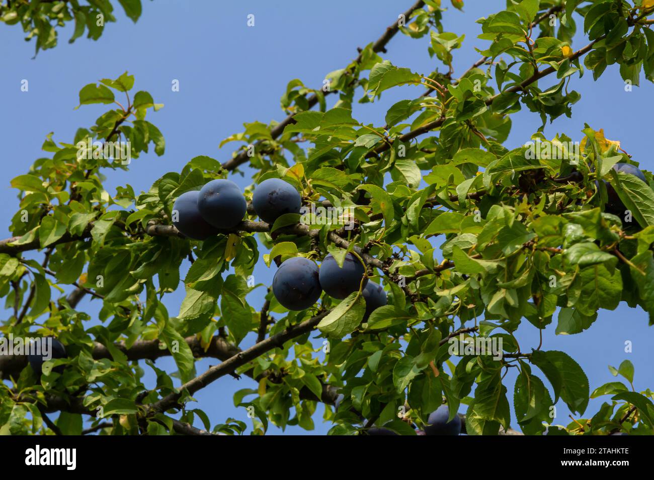 Plum tree fruits red hi-res stock photography and images - Alamy
