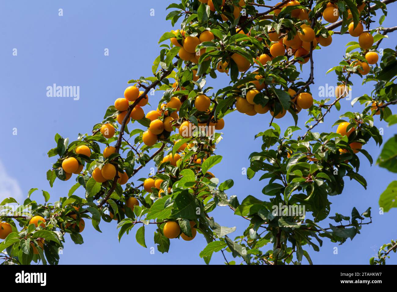Ripe plums on green branches in the garden. A few fresh juicy round red ...