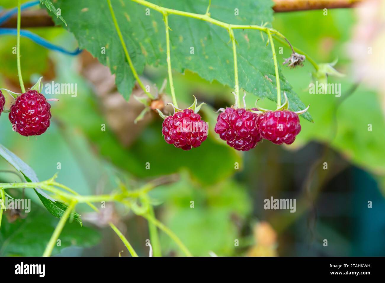 Raspberries harvesting hi-res stock photography and images - Alamy