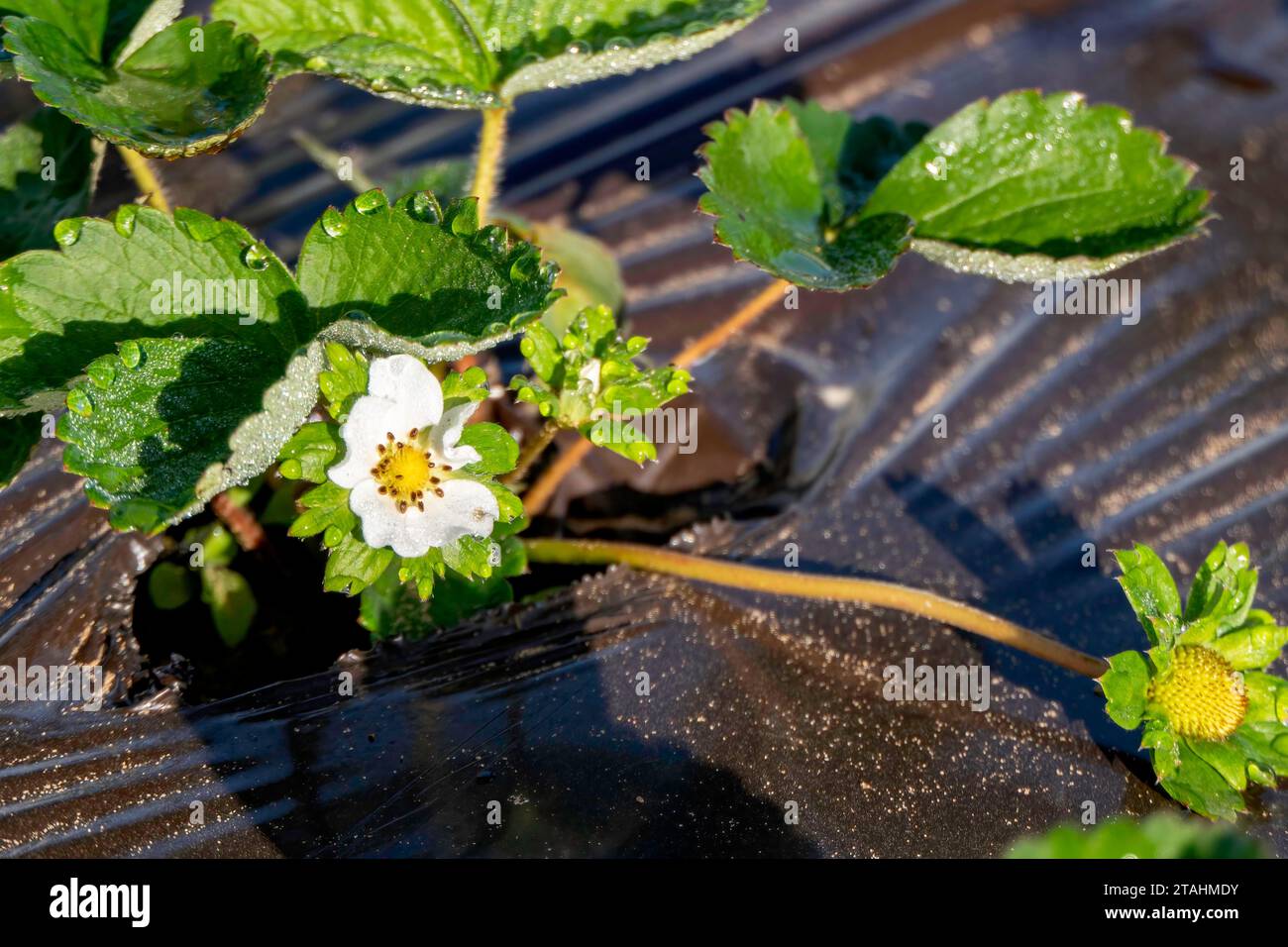 Young strawberries blooming with white flowers on an agricultural shelf ...