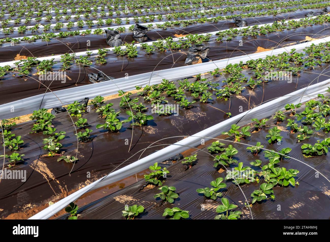 Young strawberries blooming with white flowers on an agricultural shelf ...