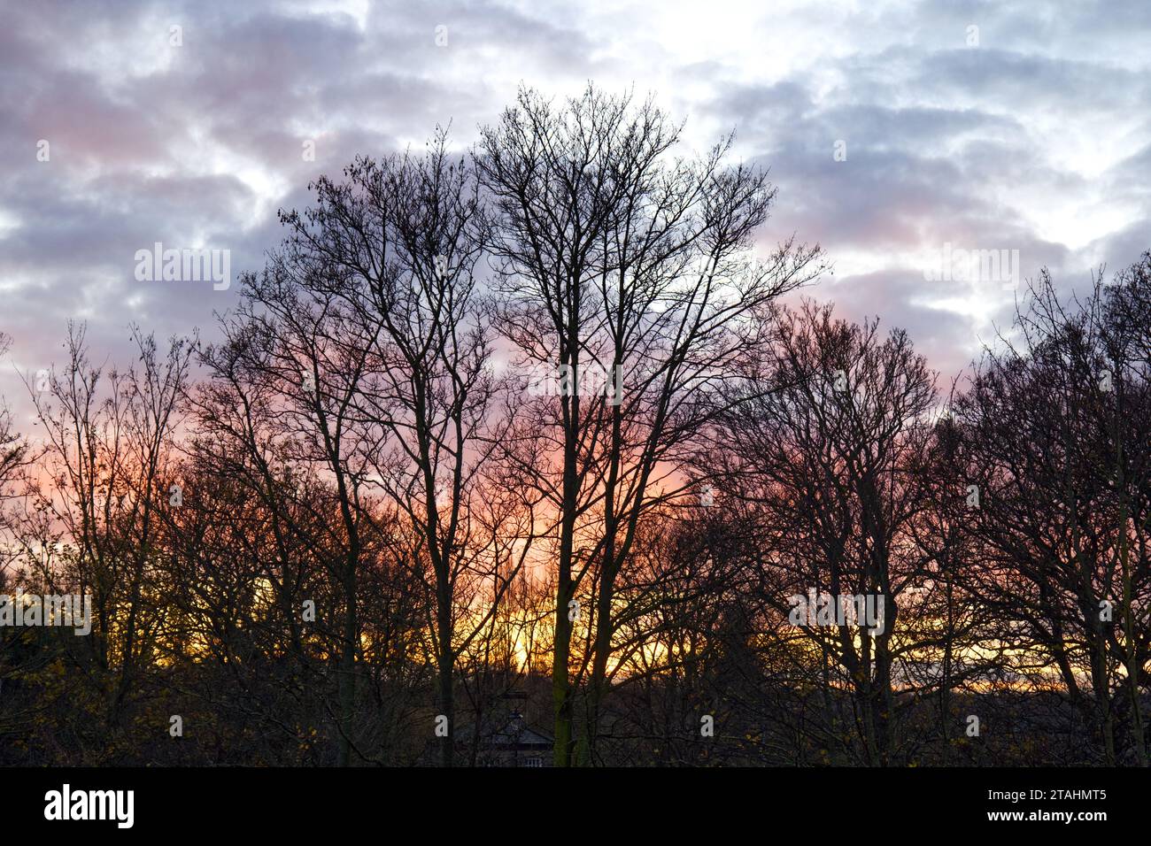A vibrant sunset shot behind winter trees that have lost or are losing ...