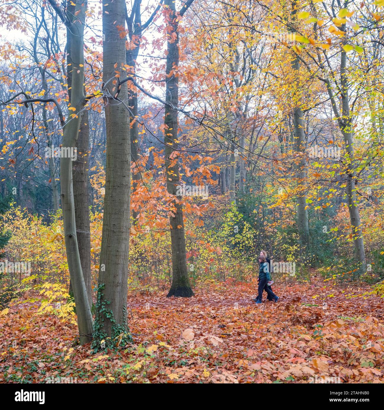 two women walk in fall forest between colorful leaves Stock Photo - Alamy