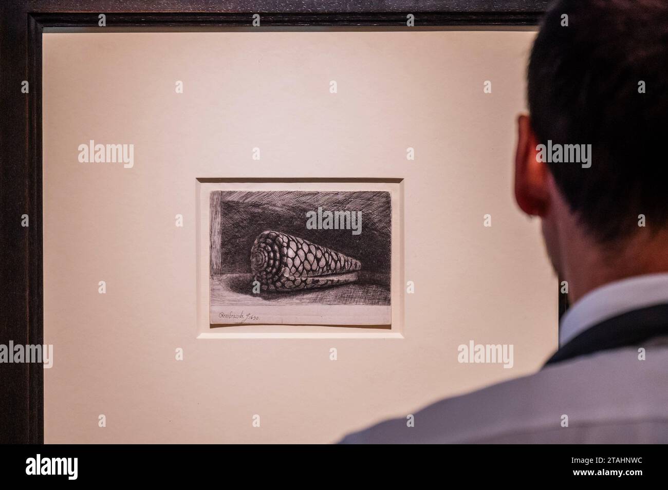 Rembrandt shell hi-res stock photography and images - Alamy