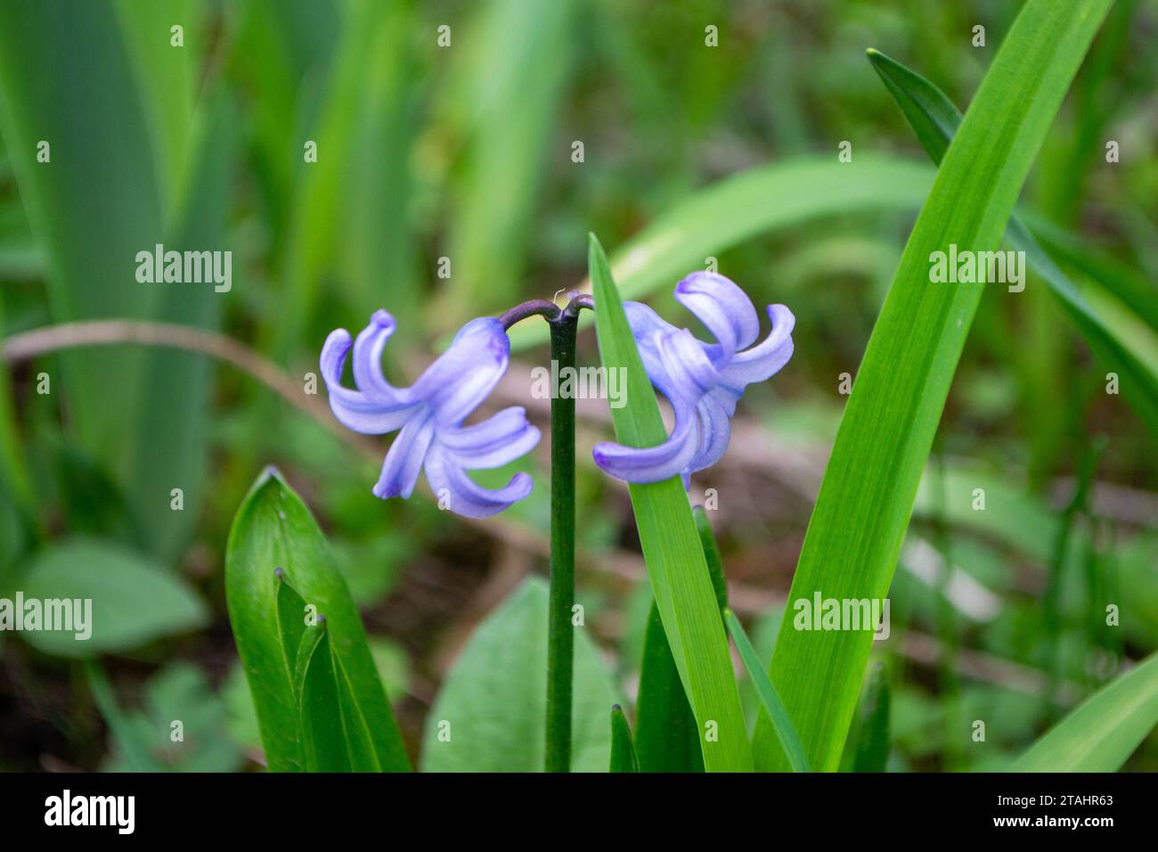 Spanish bluebell - Latin name - Hyacinthoides hispanica. High quality ...