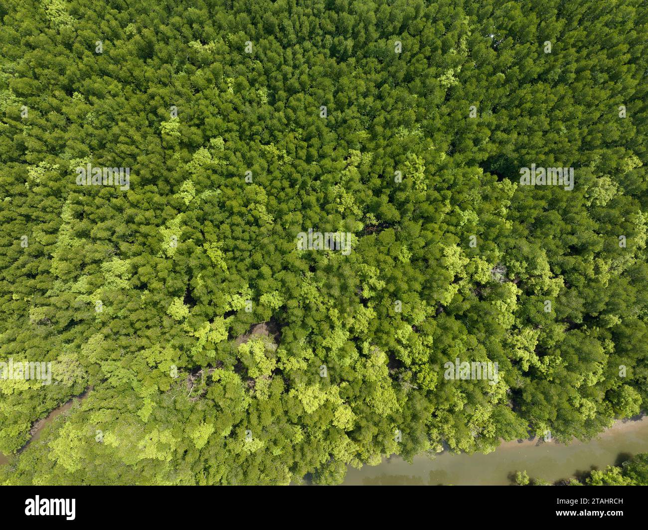 Amazing abundant forest trees,Aerial view of forest trees Rainforest ...