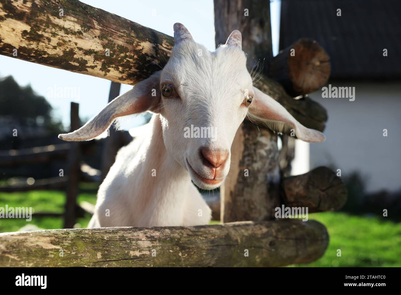 Cute goat inside of paddock at farm Stock Photo - Alamy