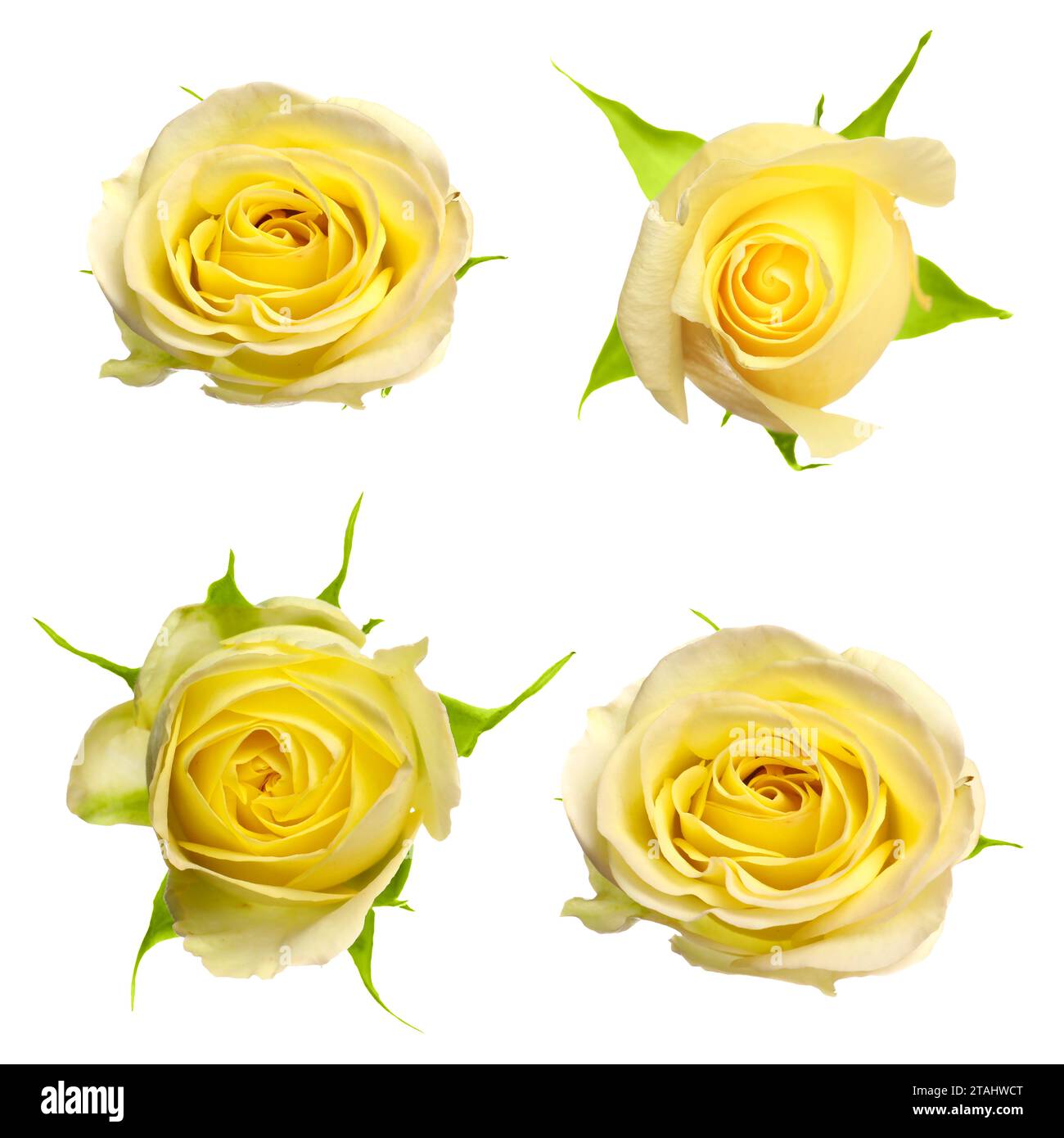 Rose buds isolated hi-res stock photography and images - Alamy