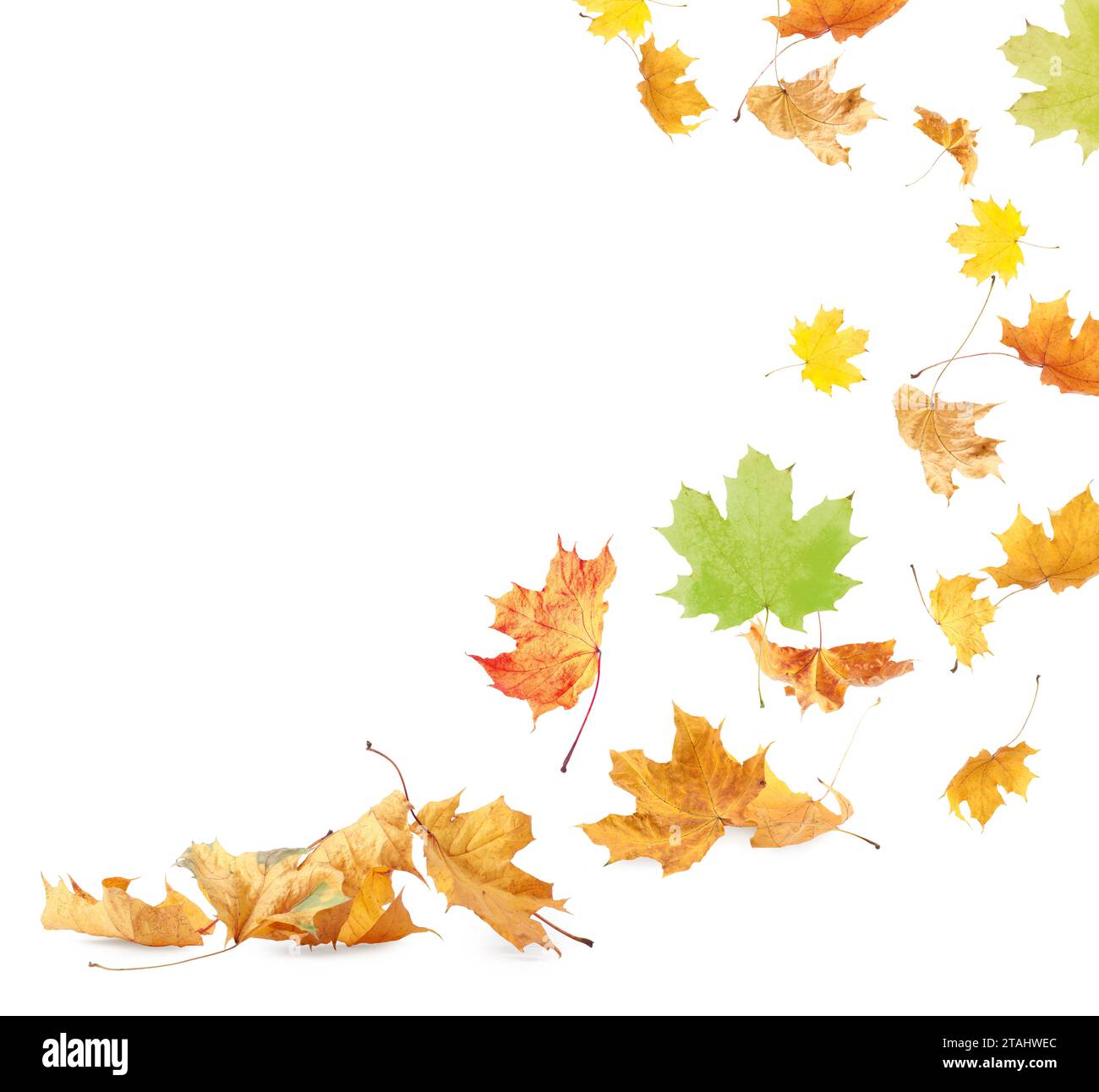 Dry autumn leaves flying on white background Stock Photo - Alamy