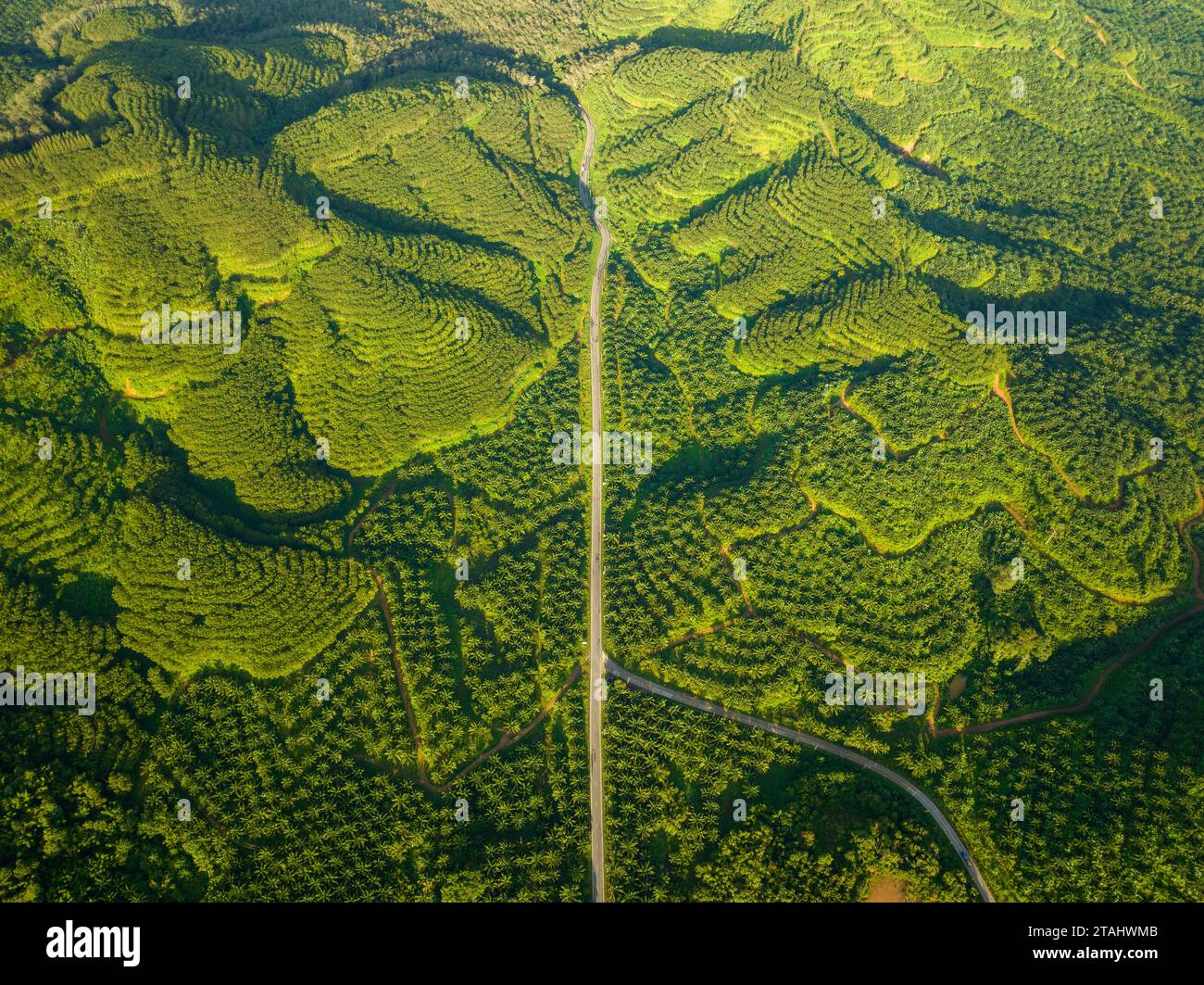 Aerial shot around tree in hi-res stock photography and images - Alamy
